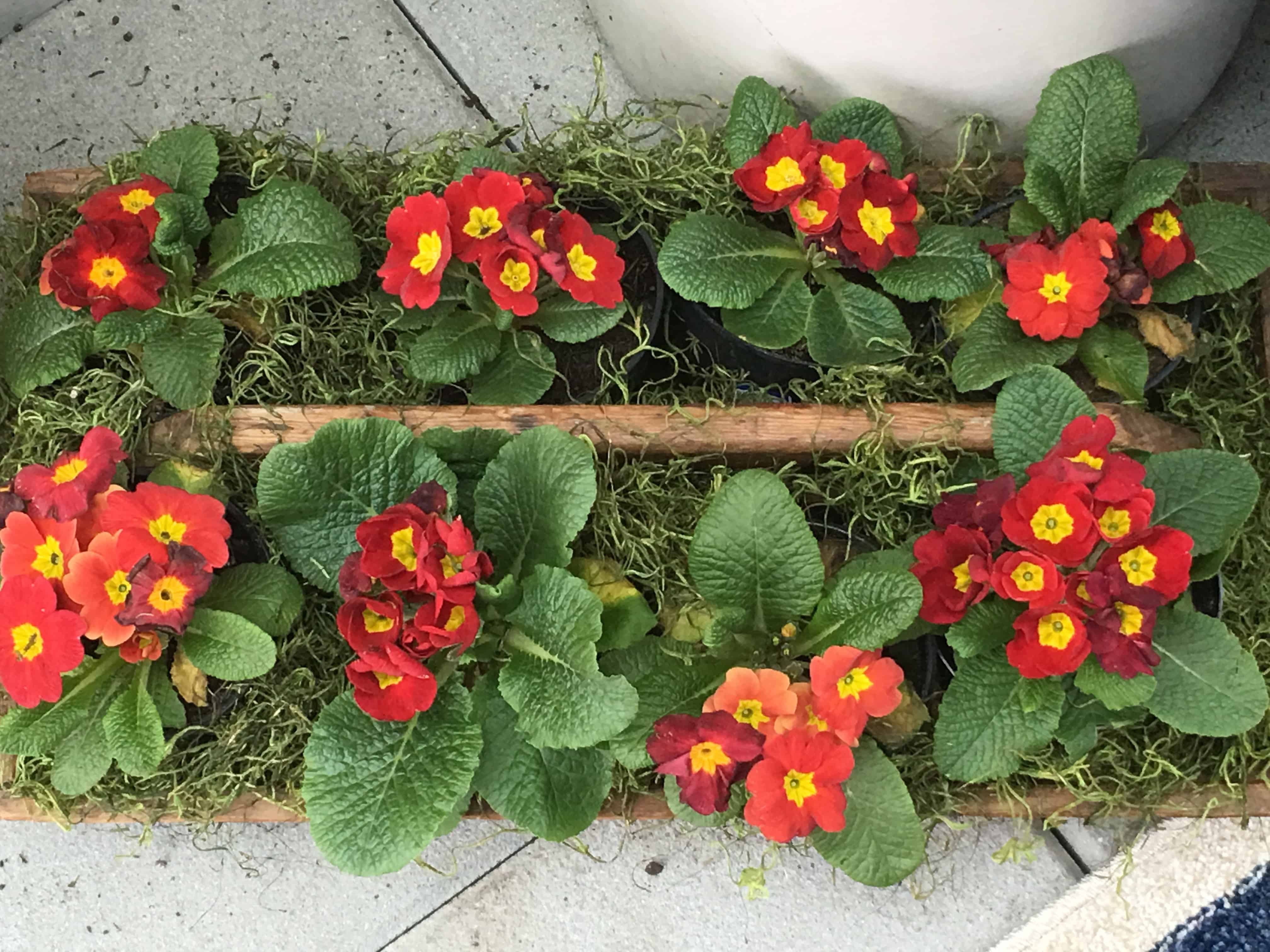 Flower Display Tricks You've Got to Try | Montana Happy