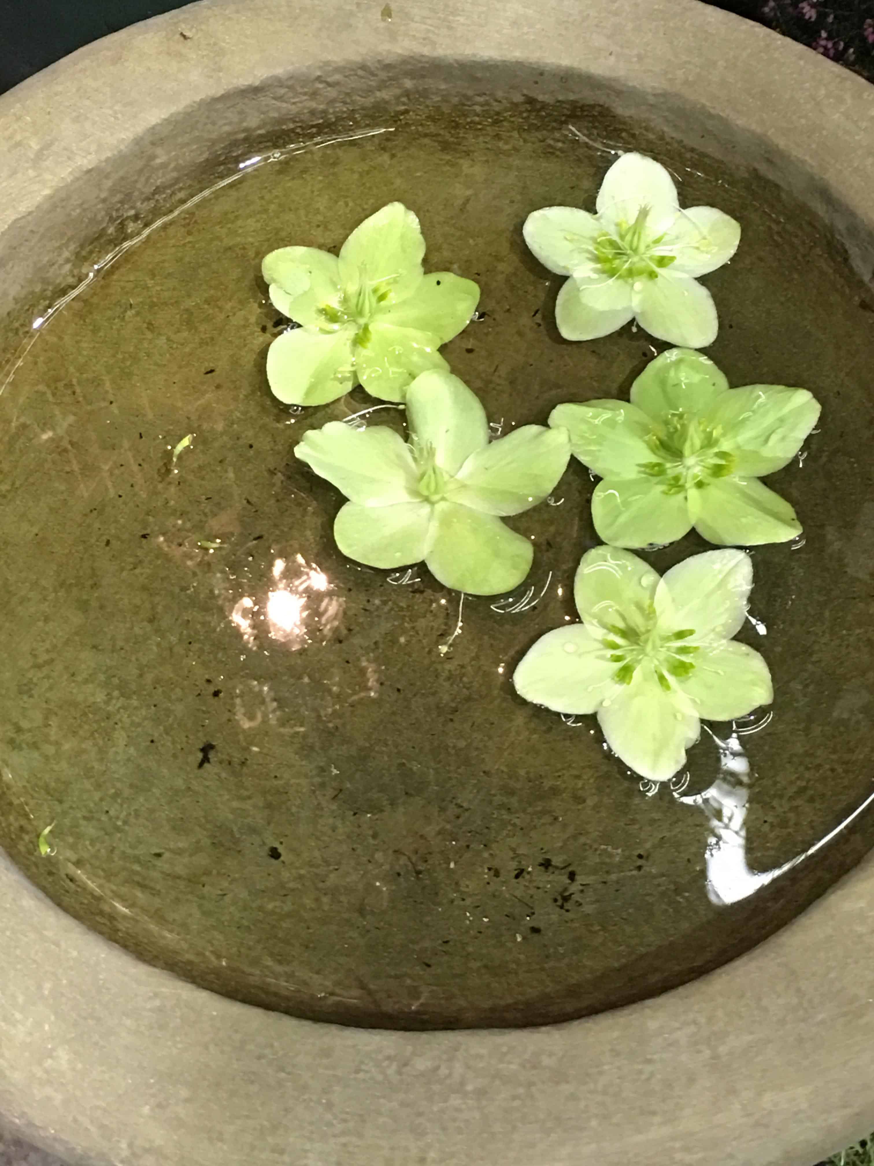 Flower Display Tricks You've Got to Try | Montana Happy