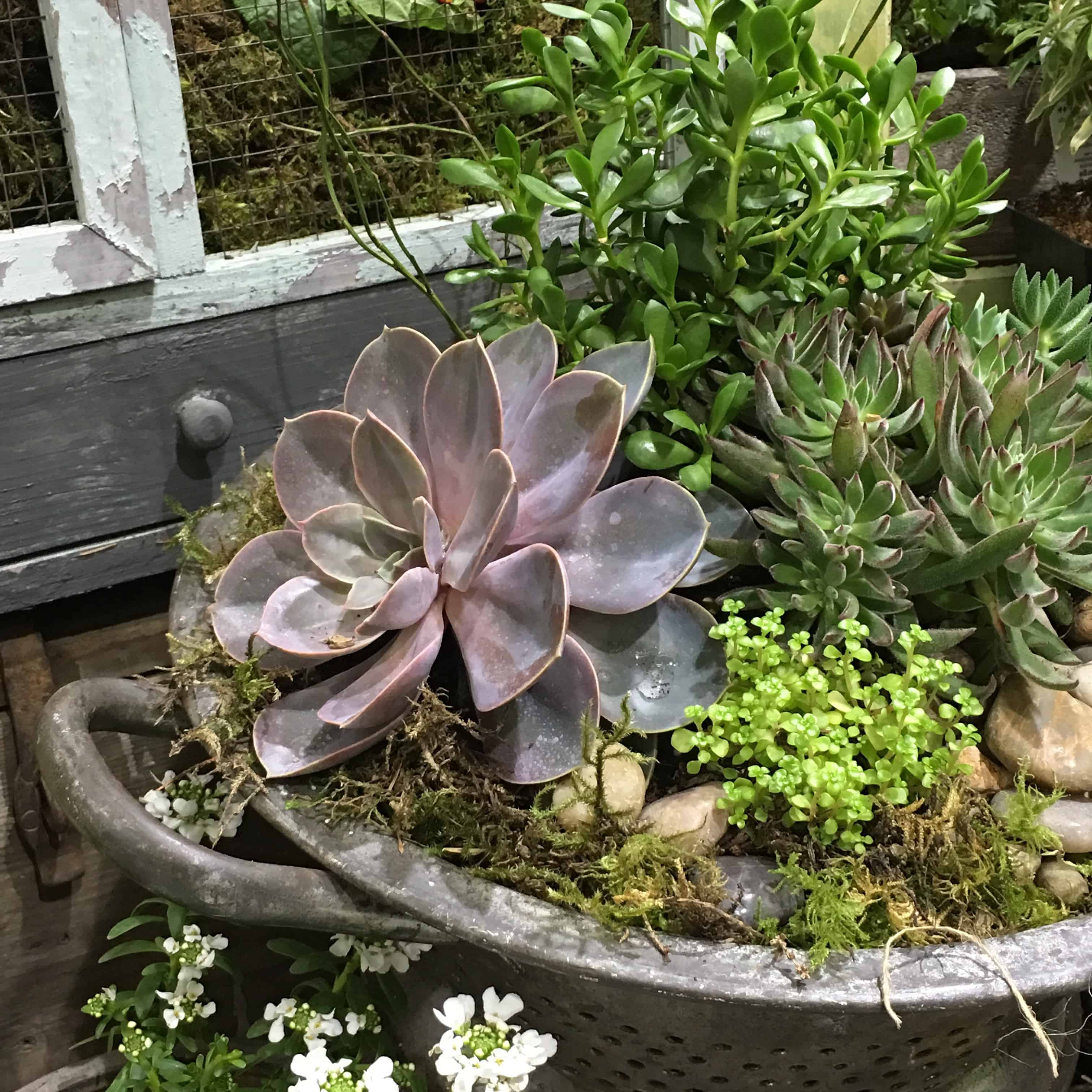 Flower Display Tricks You've Got to Try | Montana Happy