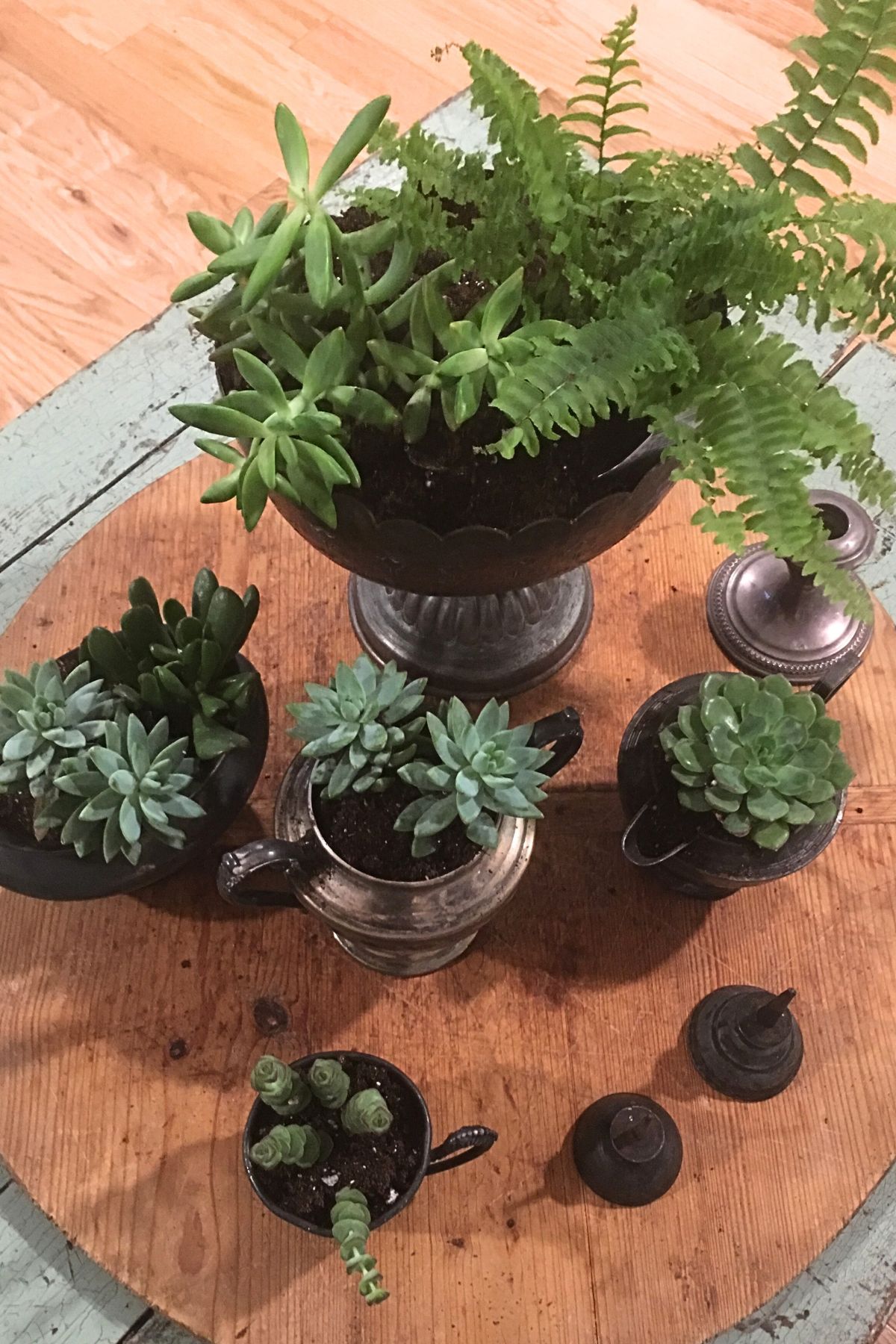 Creative Ways to Display Succulent Plants | Montana Happy