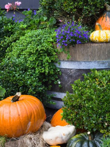 Simple Ways to Use Pumpkins, Squash, & Gourds in Fall Decor | Montana Happy