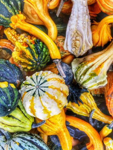 How to Preserve Decorative Gourds to Last Longer | Montana Happy