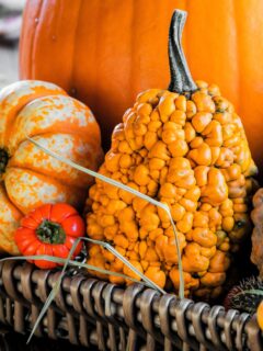 How to Preserve Decorative Gourds to Last Longer | Montana Happy
