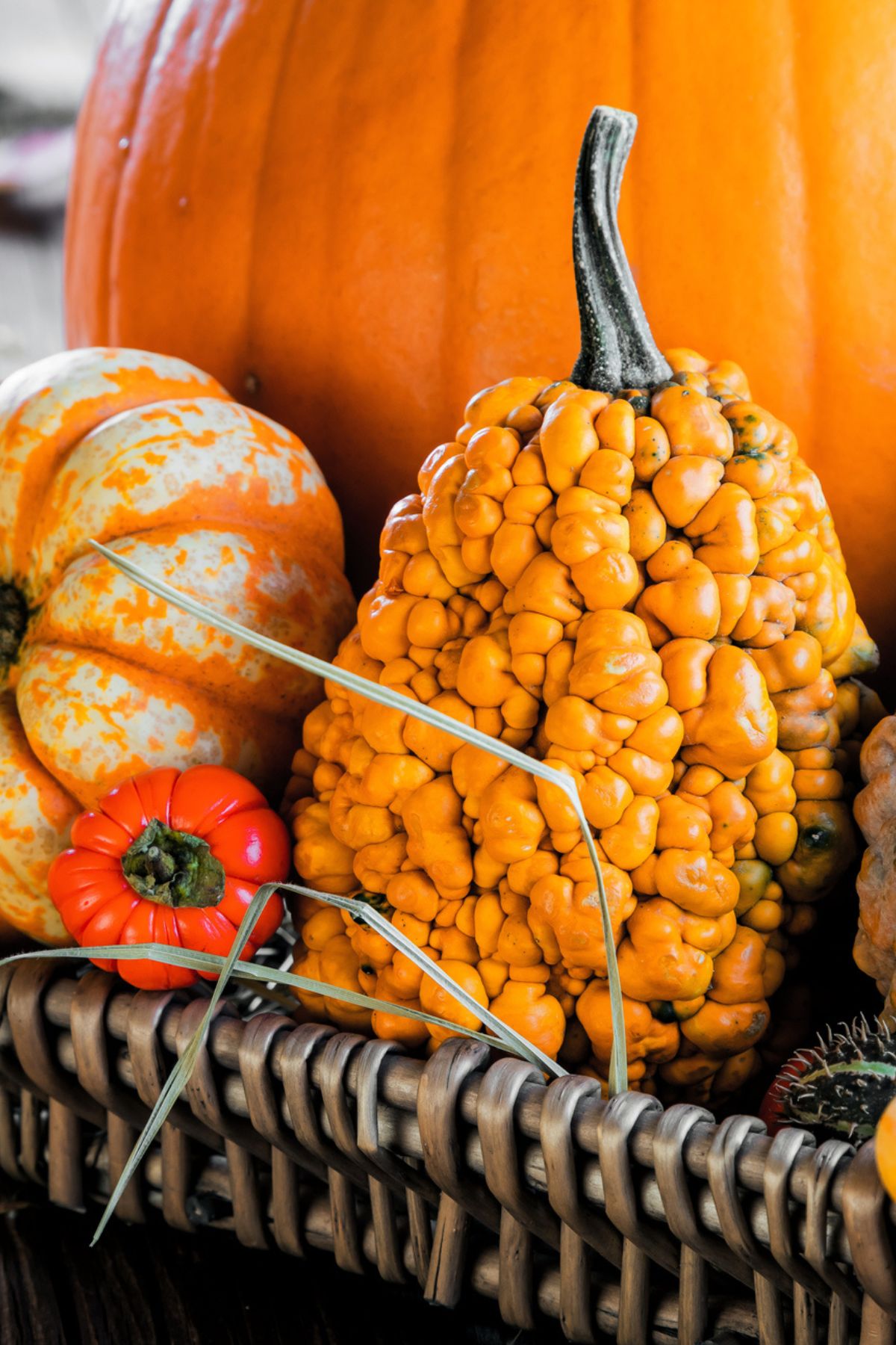 How to Preserve Decorative Gourds to Last Longer | Montana Happy