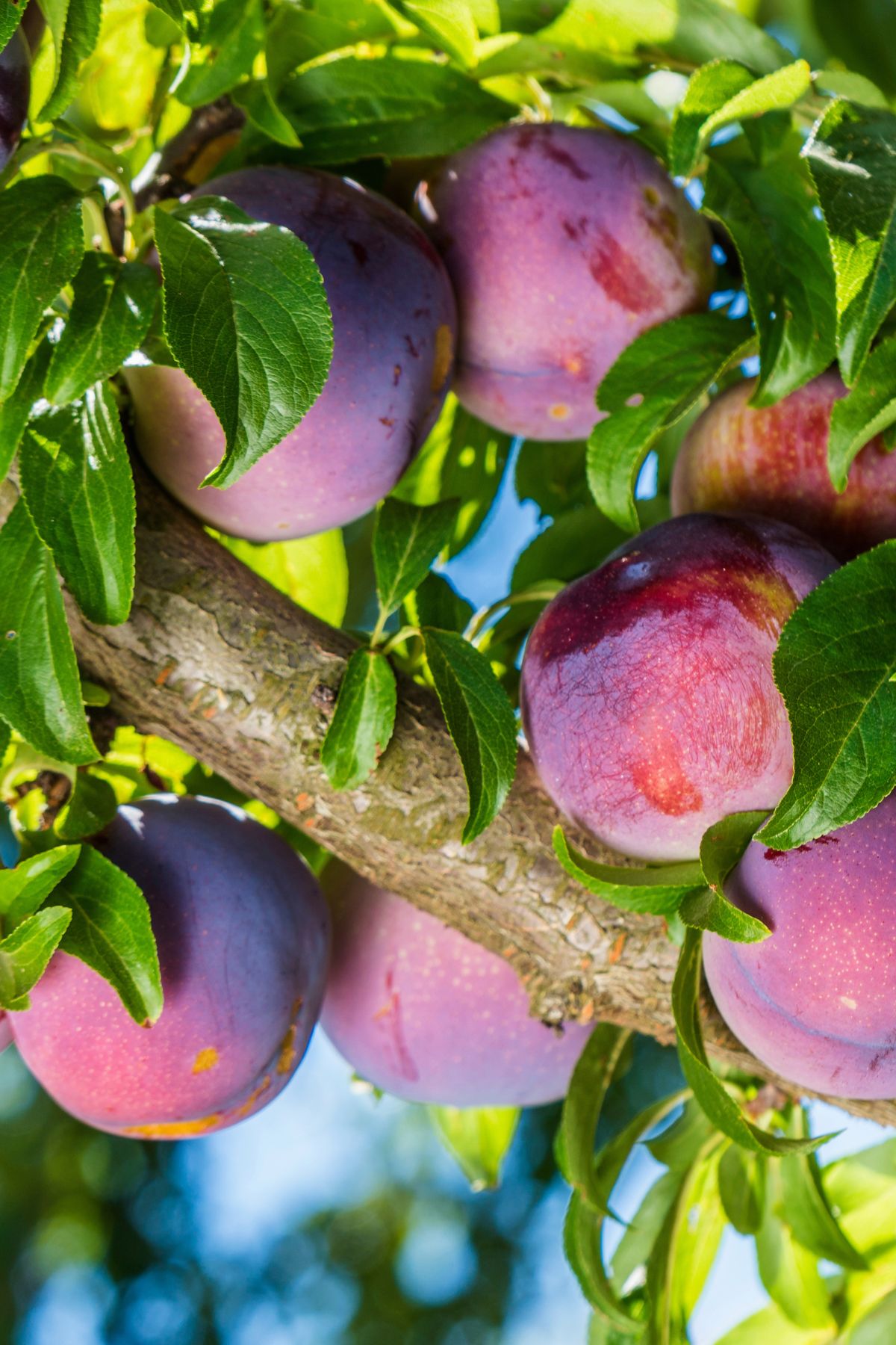 Planning Your Backyard Orchard - 2024 | Montana Happy