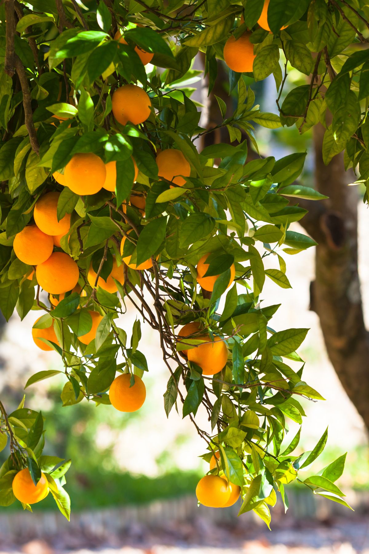 Planning Your Backyard Orchard - 2024 | Montana Happy