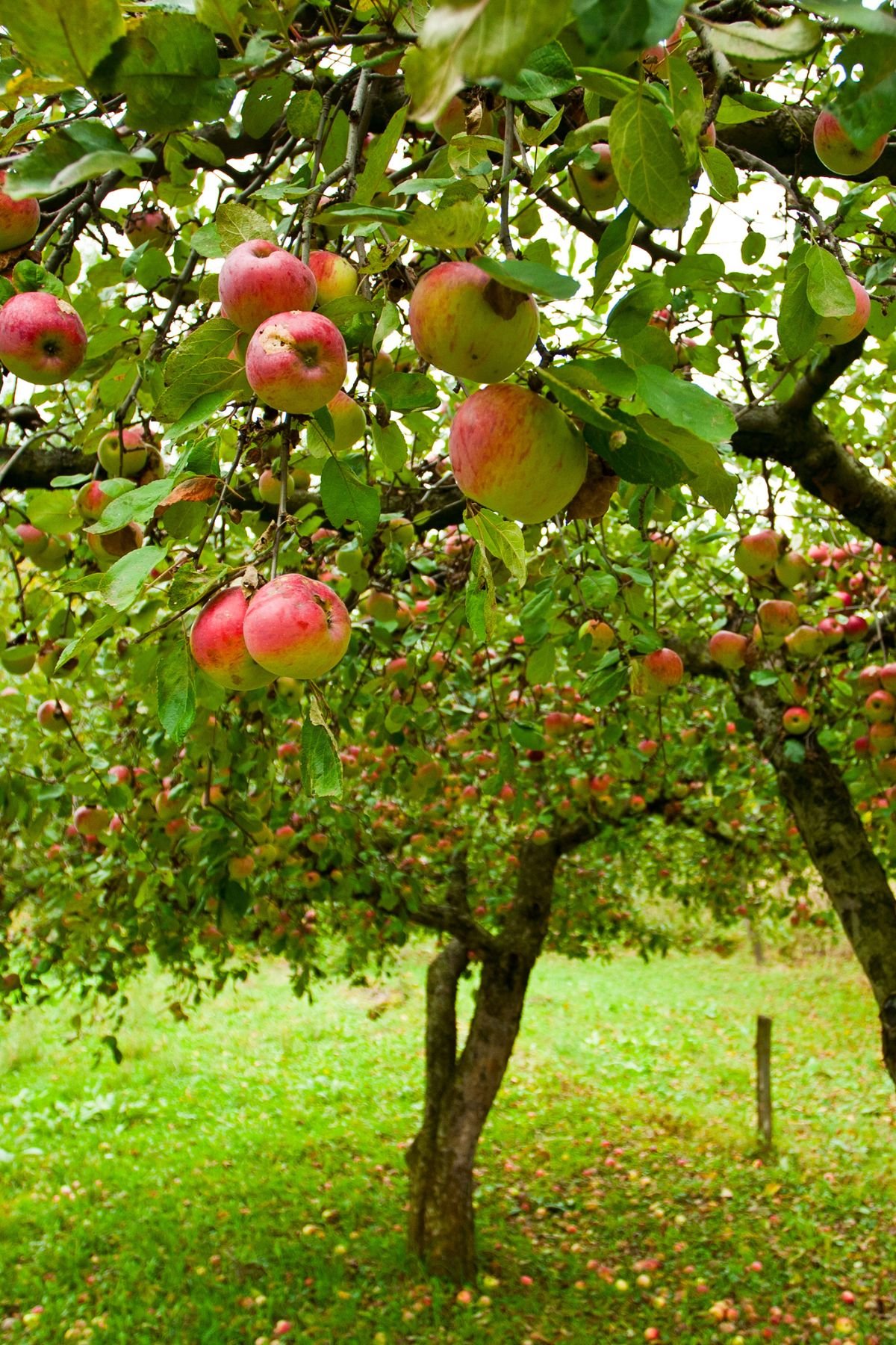 Planning Your Backyard Orchard in 2025 | Montana Happy