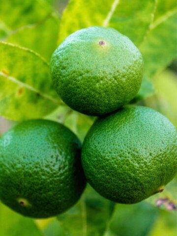 How To Grow a Salsa Garden - EASY TIPS! | Montana Happy