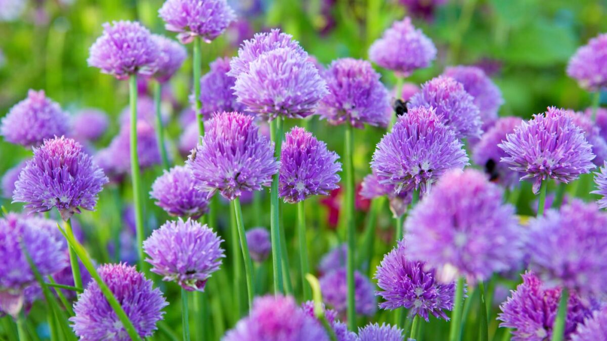 Simple Steps to Growing Chives in Your Garden | Montana Happy