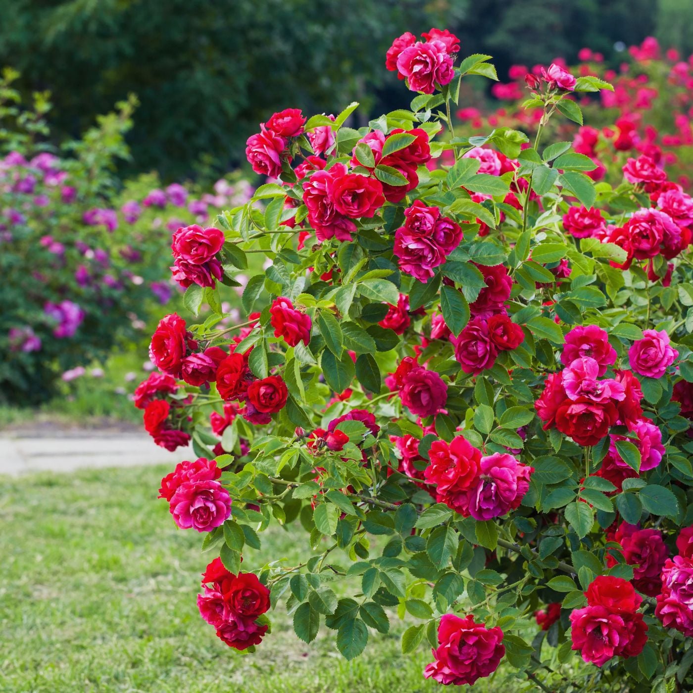 31 Secrets on Growing Roses in 2026 | Montana Happy