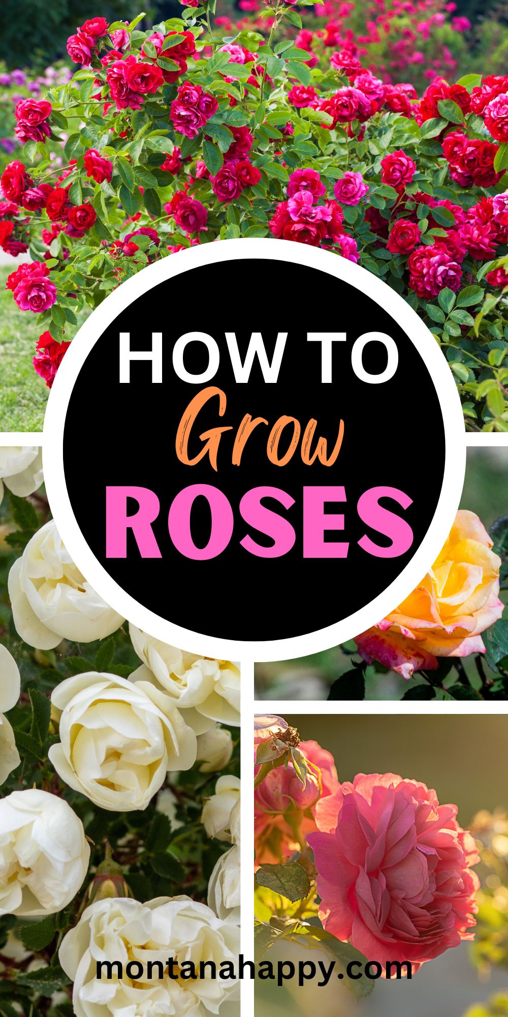 31 Secrets on Growing Roses in 2026 | Montana Happy
