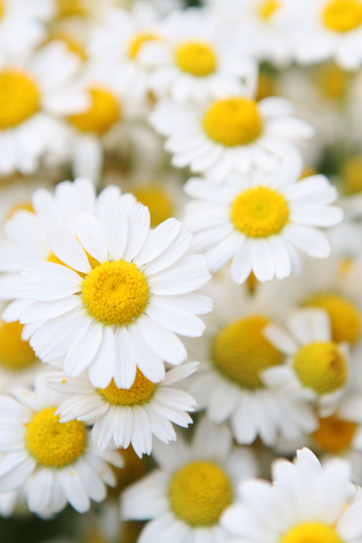 BEST Herbal Bedtime Tea * Sleep Tea Recipe | Montana Happy