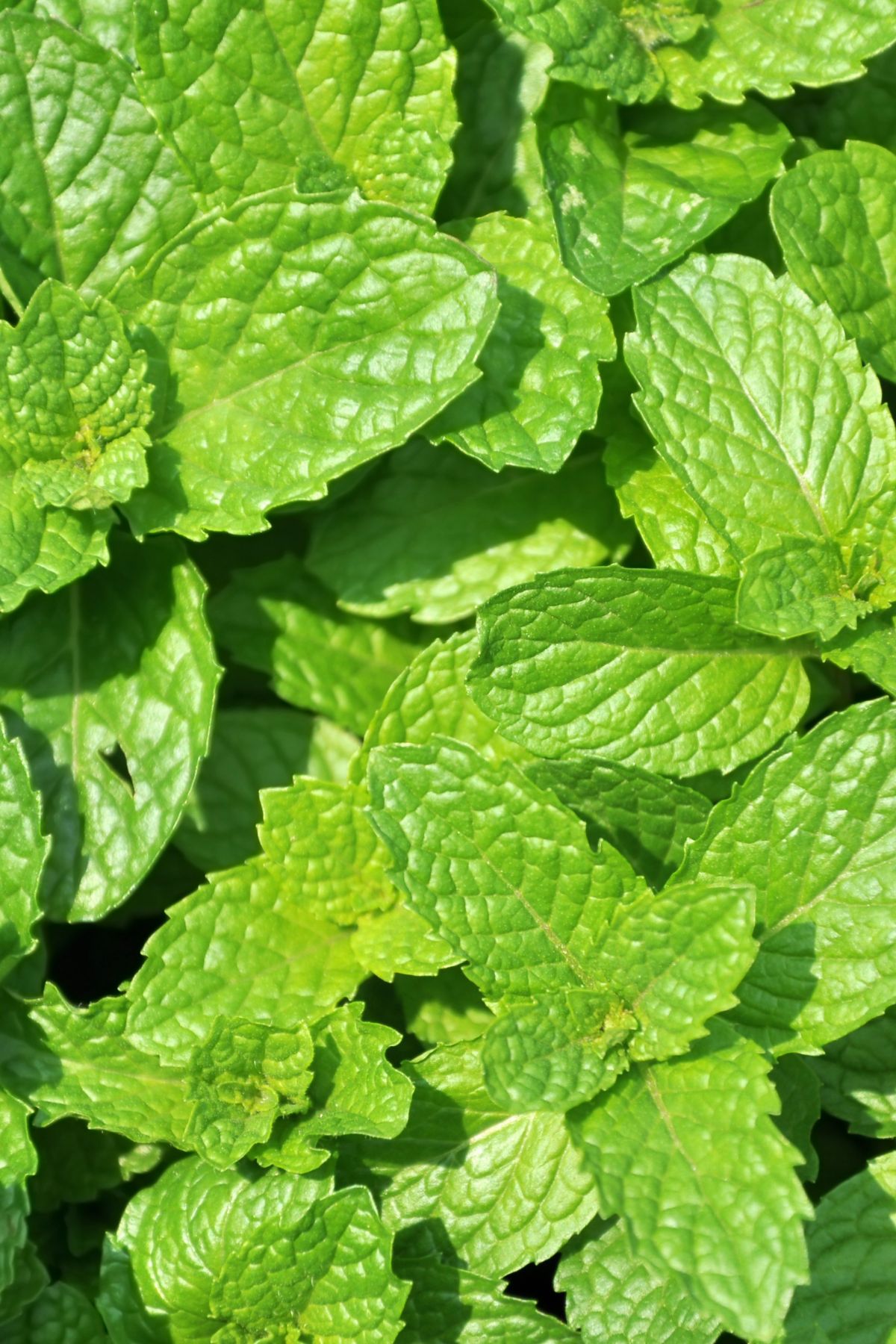 BEST Herbal Bedtime Tea * Sleep Tea Recipe | Montana Happy