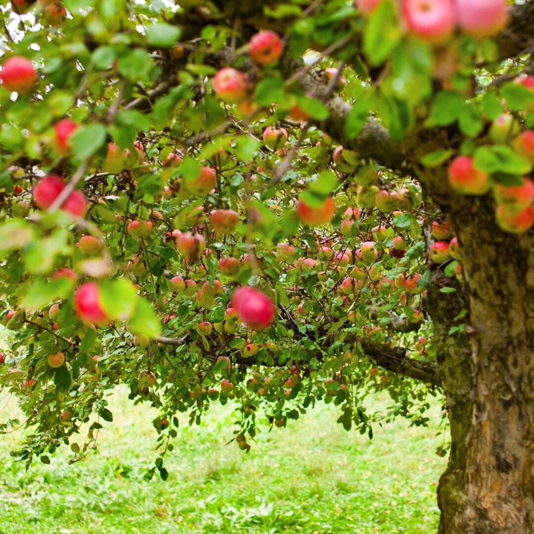 Planning Your Backyard Orchard - 2024 | Montana Happy