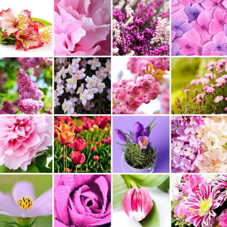 The Best Garden Themes You'll Love! | Montana Happy