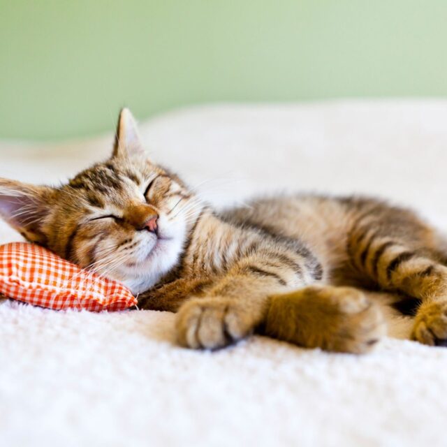 13 Ways to Create a PEACEFUL Home | Montana Happy