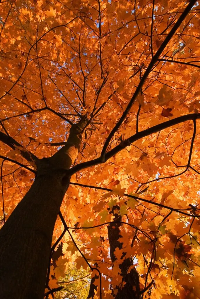 30 Day November Aesthetic Photo Challenge | Montana Happy