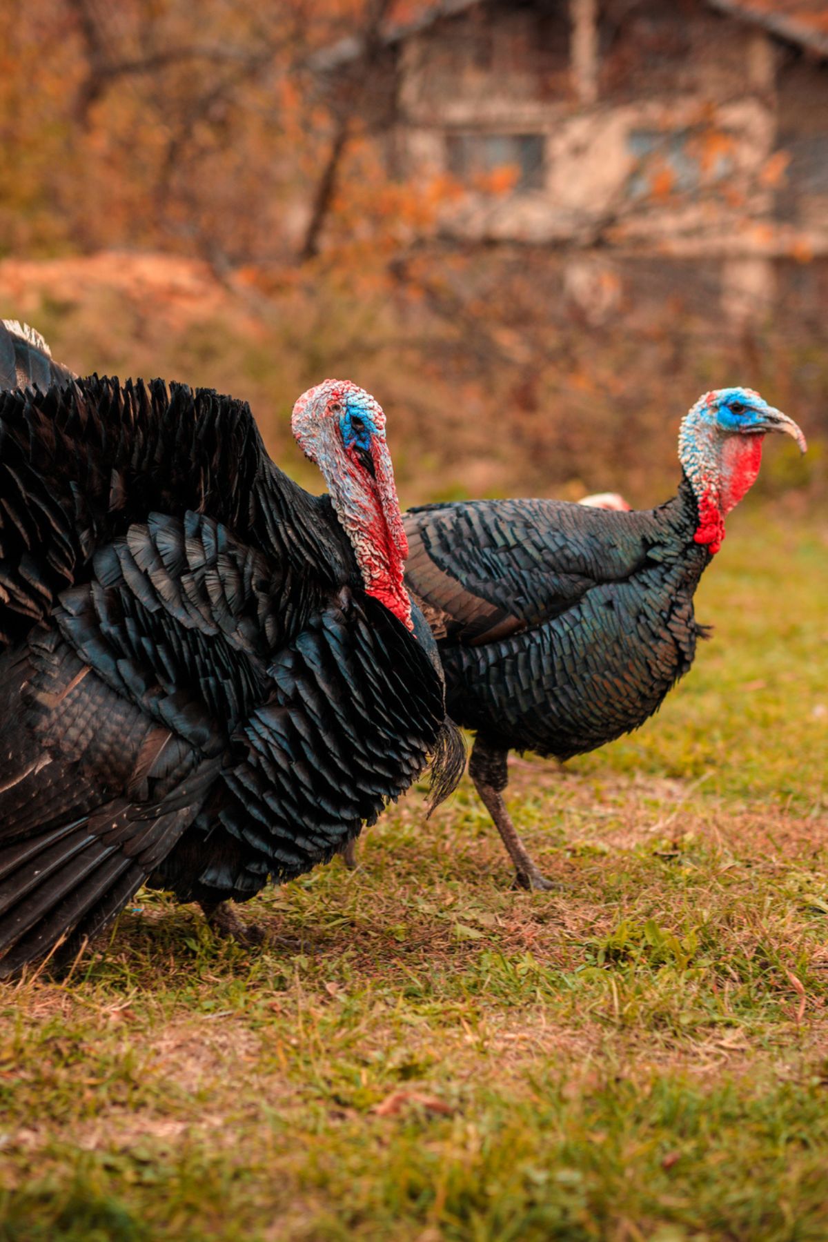 30 Day November Aesthetic Photo Challenge | Montana Happy