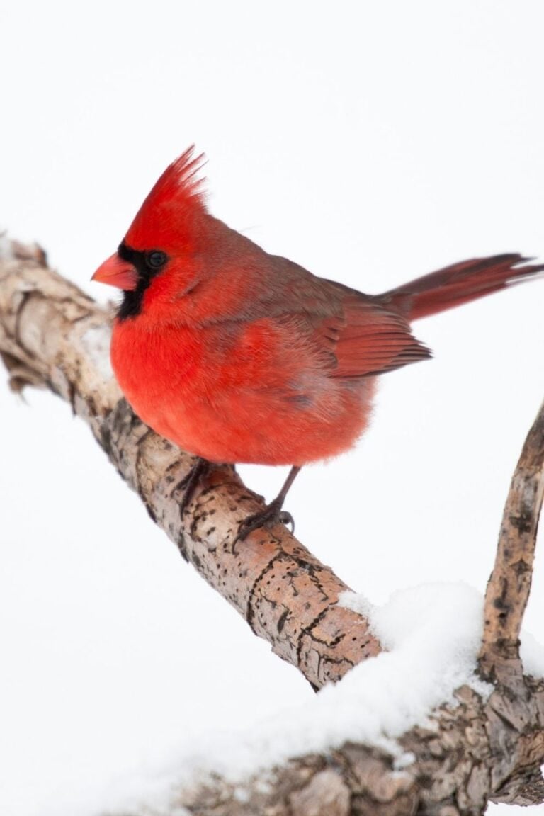 30 Day Red Aesthetic Country Living Photo Challenge | Montana Happy