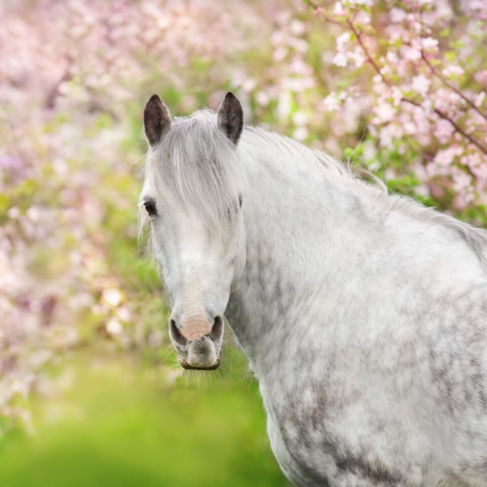 The BEST 55 Simple Pleasures in Life for 2025 | Montana Happy