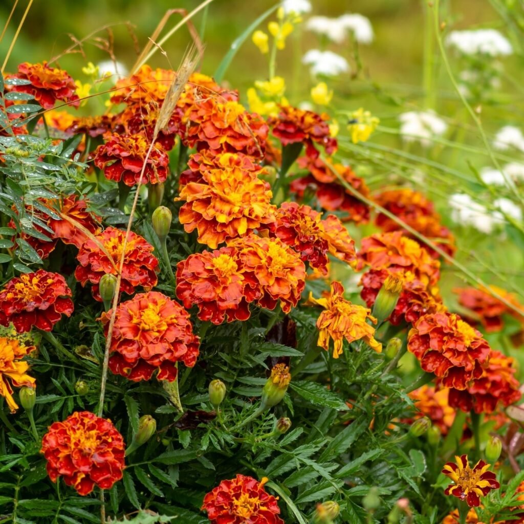 How to Save Marigold Seeds - EASY Steps! | Montana Happy