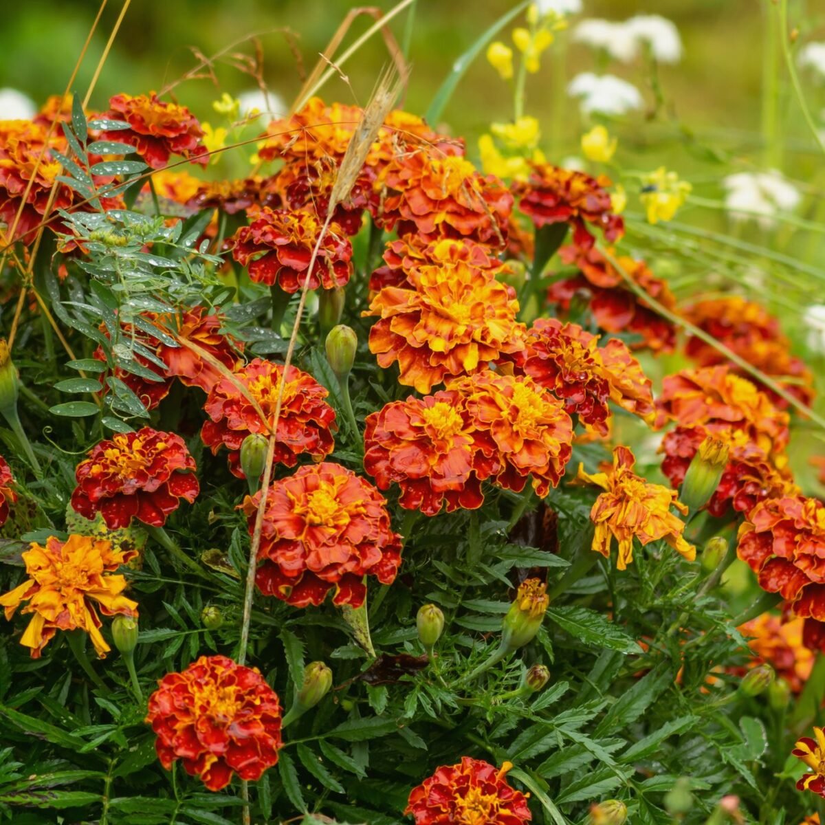 Are Marigolds Edible? + Marigold Recipes | Montana Happy