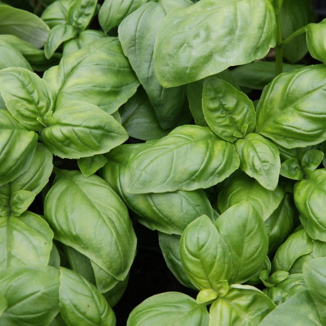 Interesting Facts About Basil | Montana Happy
