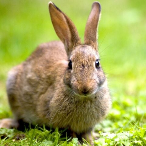 How to Keep Rabbits Out of Your Garden Naturally | Montana Happy