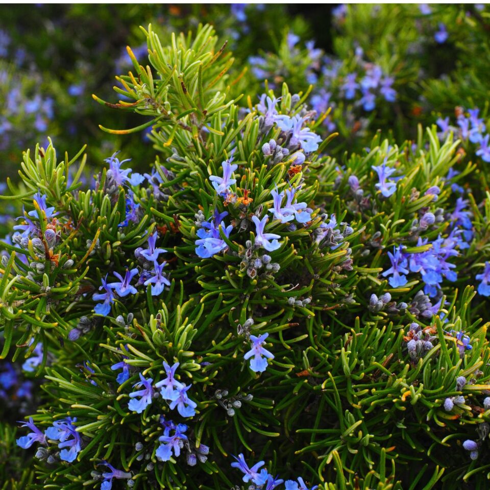 SECRETS for Growing a Rosemary Bush (2025) | Montana Happy