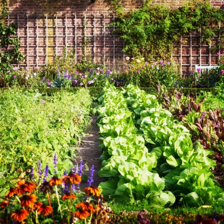 How to Start a Victory Garden - GREAT IDEAS!! | Montana Happy