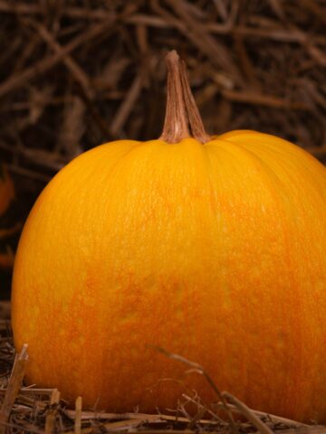 18 BEST Fall Scents Everyone LOVES! | Montana Happy