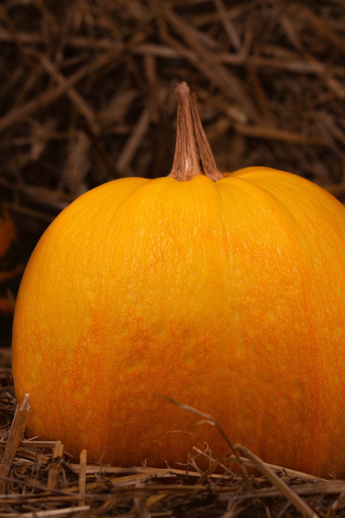 18 BEST Fall Scents Everyone LOVES! | Montana Happy