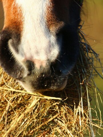 18 BEST Fall Scents Everyone LOVES! | Montana Happy