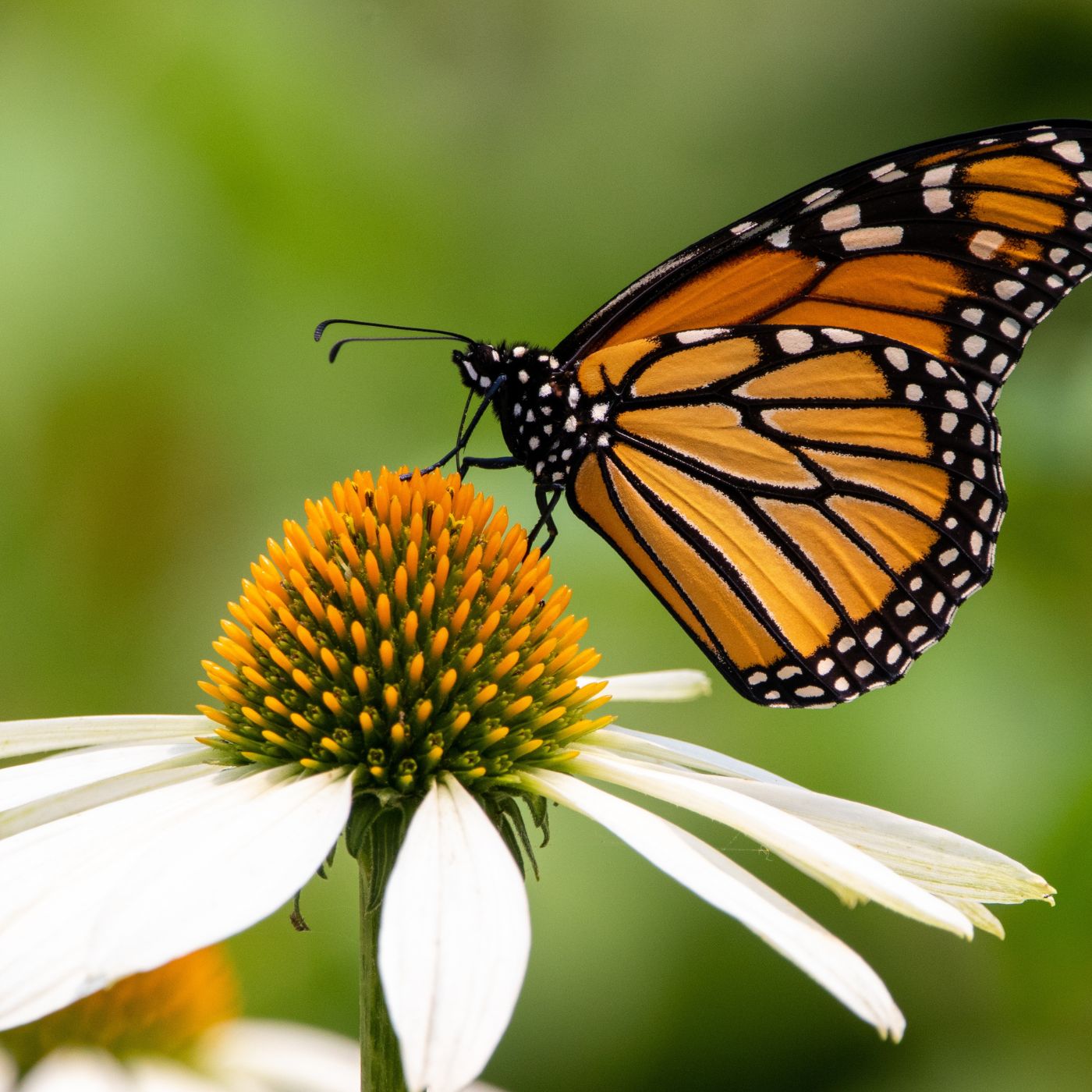 Slowing Down to Create a LIFE You LOVE!! | Montana Happy