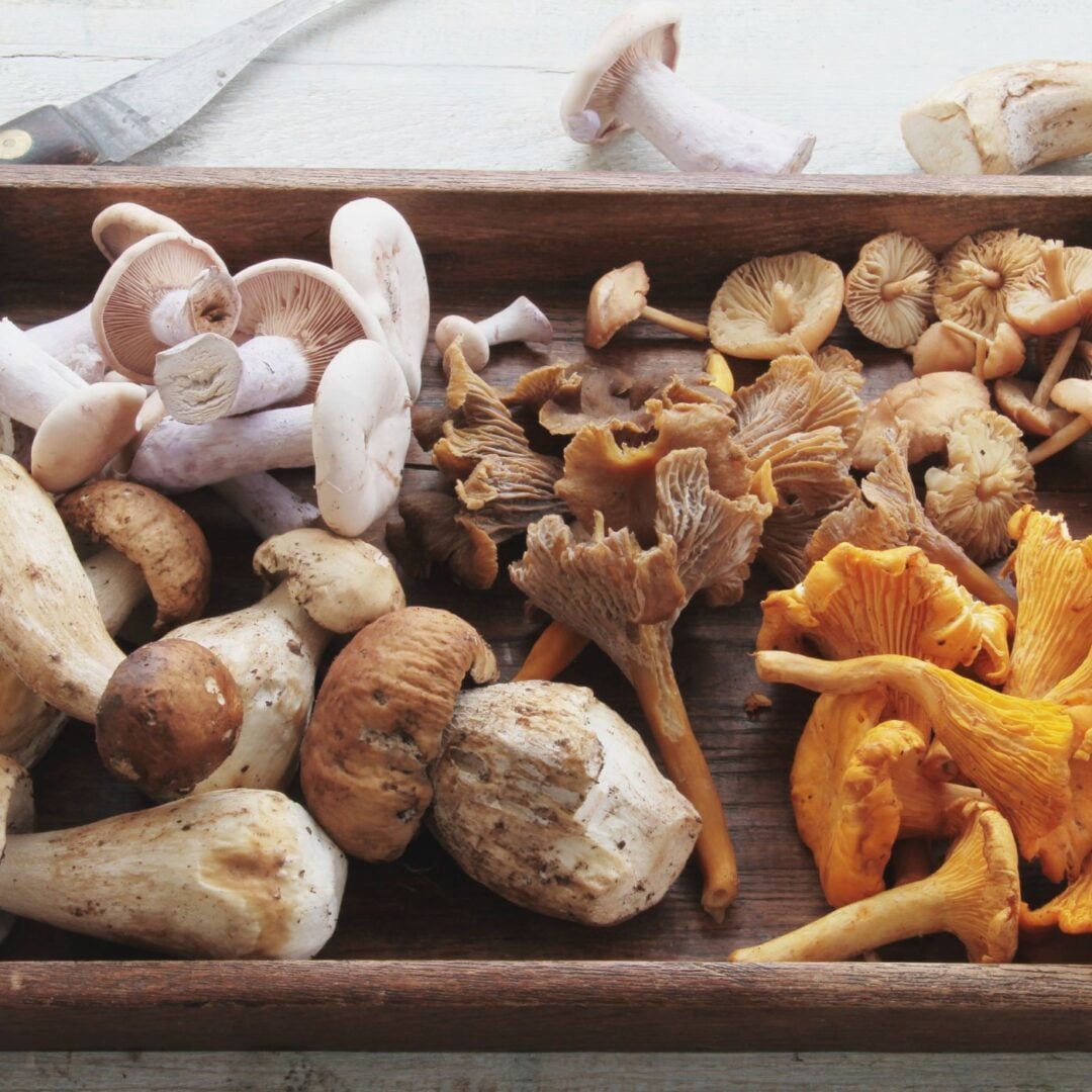 Different Types of Mushrooms & Fungi Facts | Montana Happy