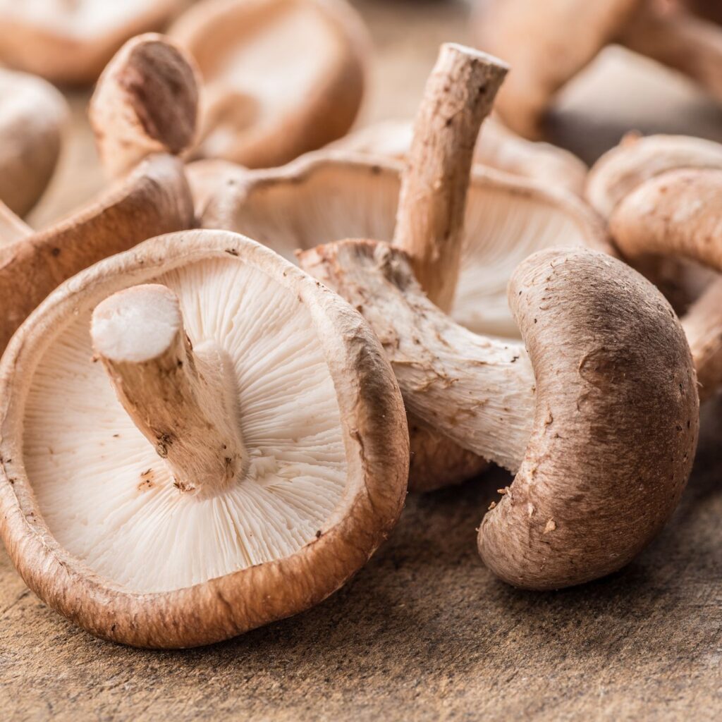 Different Types of Mushrooms & Fungi Facts | Montana Happy