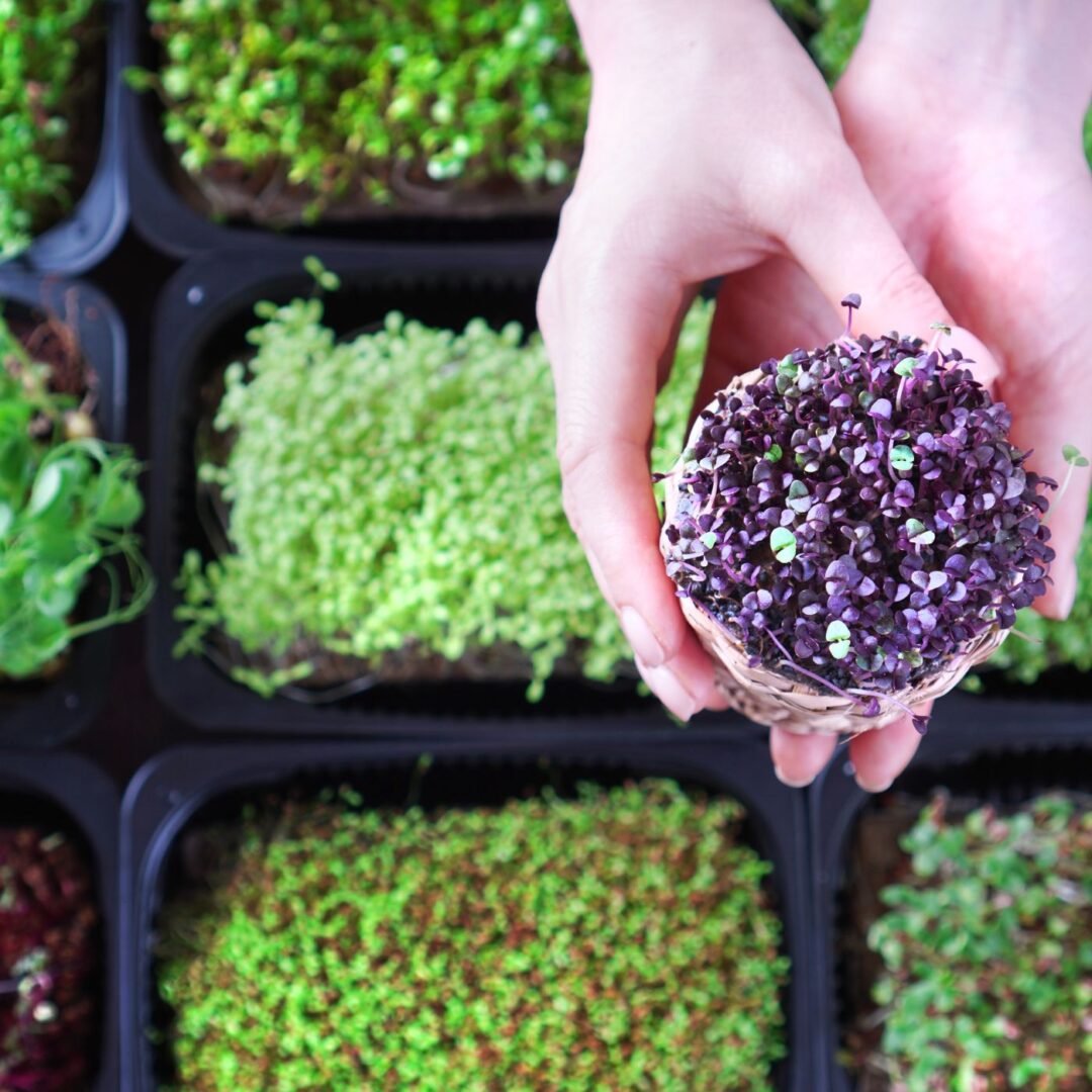 AMAZING Salad Toppings Ideas and Tips | Montana Happy