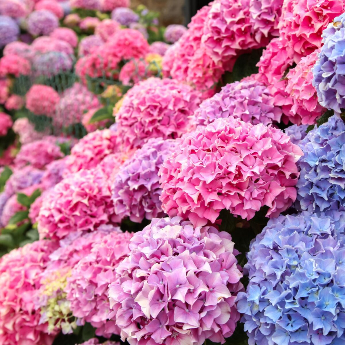 13 Tips on How to Grow Snapdragons | Montana Happy