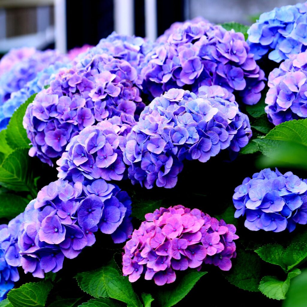 7 BEST Tips on Growing a Hydrangea Bush | Montana Happy