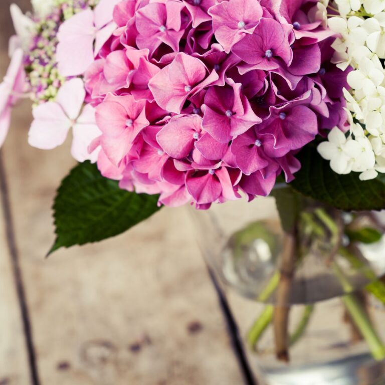 7 BEST Tips on Growing a Hydrangea Bush | Montana Happy