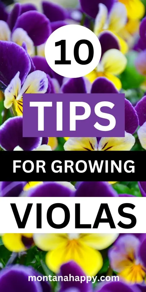 10 Tips on Growing Violas | Montana Happy