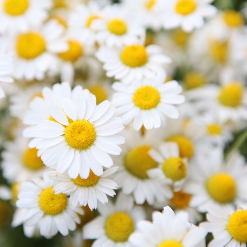 29 BEST Natural Insect Repellent Plants to Grow | Montana Happy