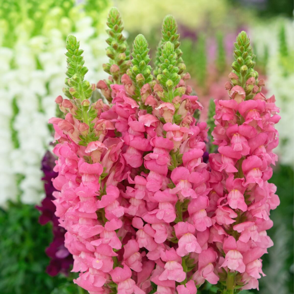 The Best Types of Mint Plants to Grow! | Montana Happy