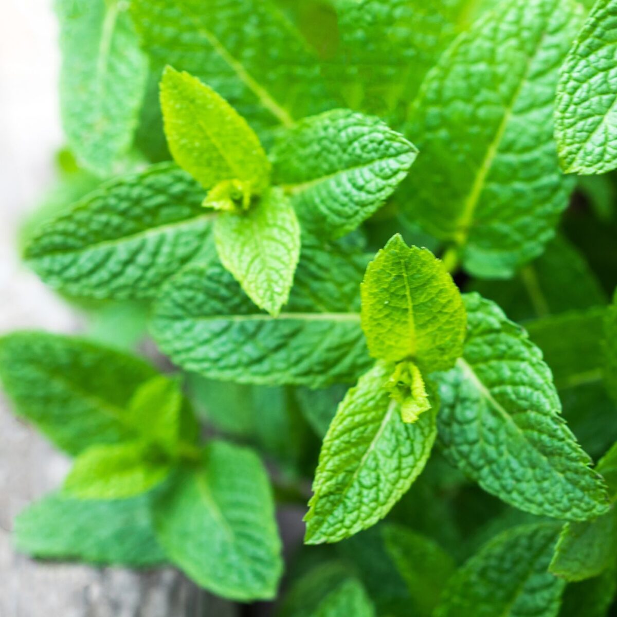How to Store Mint: Storing, Drying, and Freezing | Montana Happy