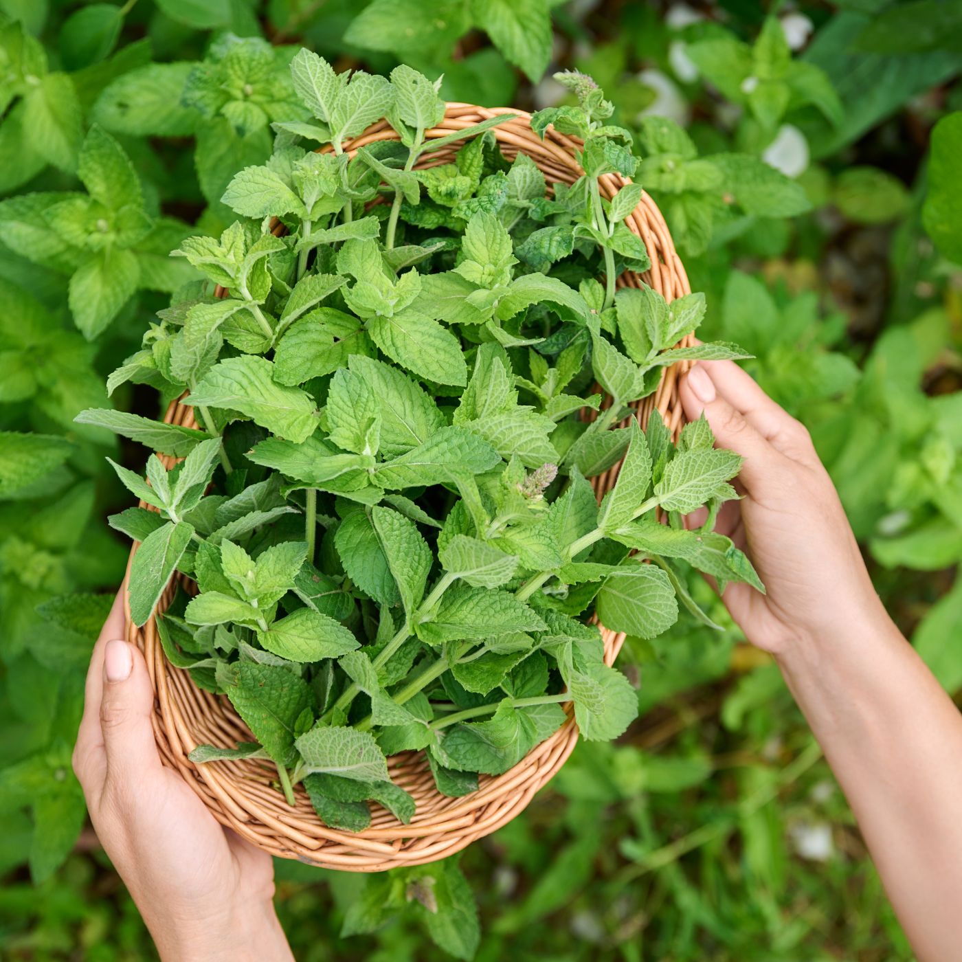 How to Store Mint: Storing, Drying, and Freezing | Montana Happy
