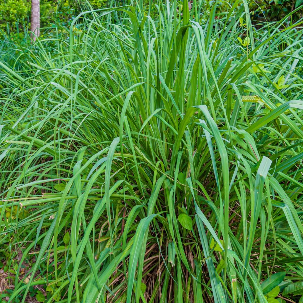 29 BEST Natural Insect Repellent Plants to Grow | Montana Happy