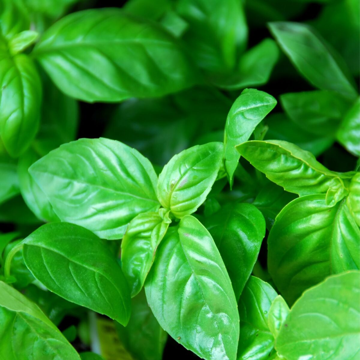 29 BEST Natural Insect Repellent Plants to Grow | Montana Happy