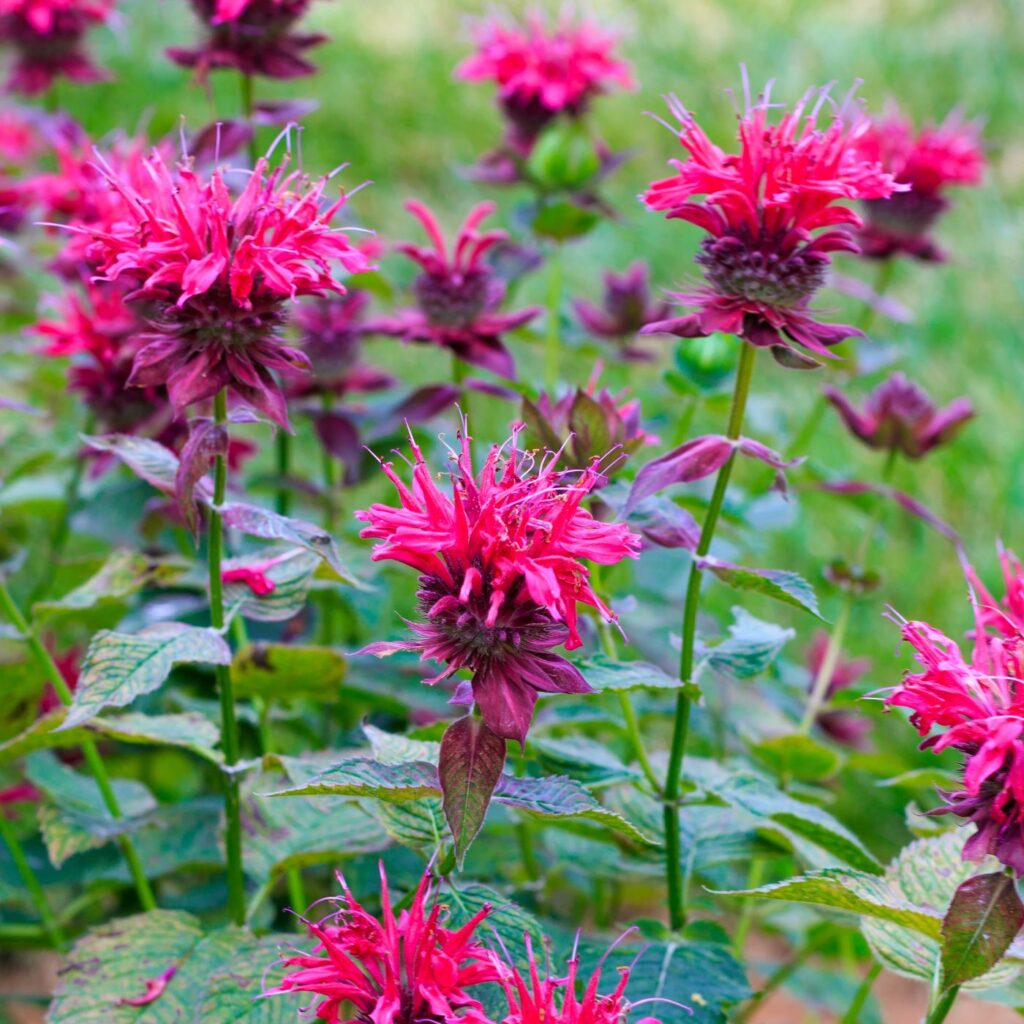 29 BEST Natural Insect Repellent Plants to Grow | Montana Happy