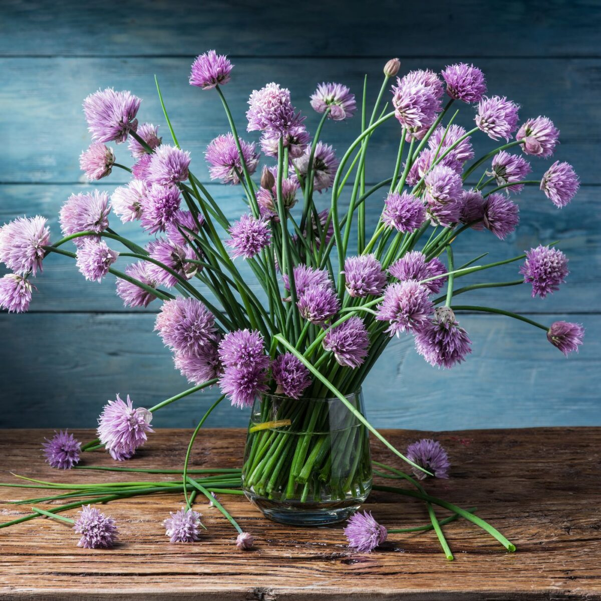 29 BEST Natural Insect Repellent Plants to Grow | Montana Happy