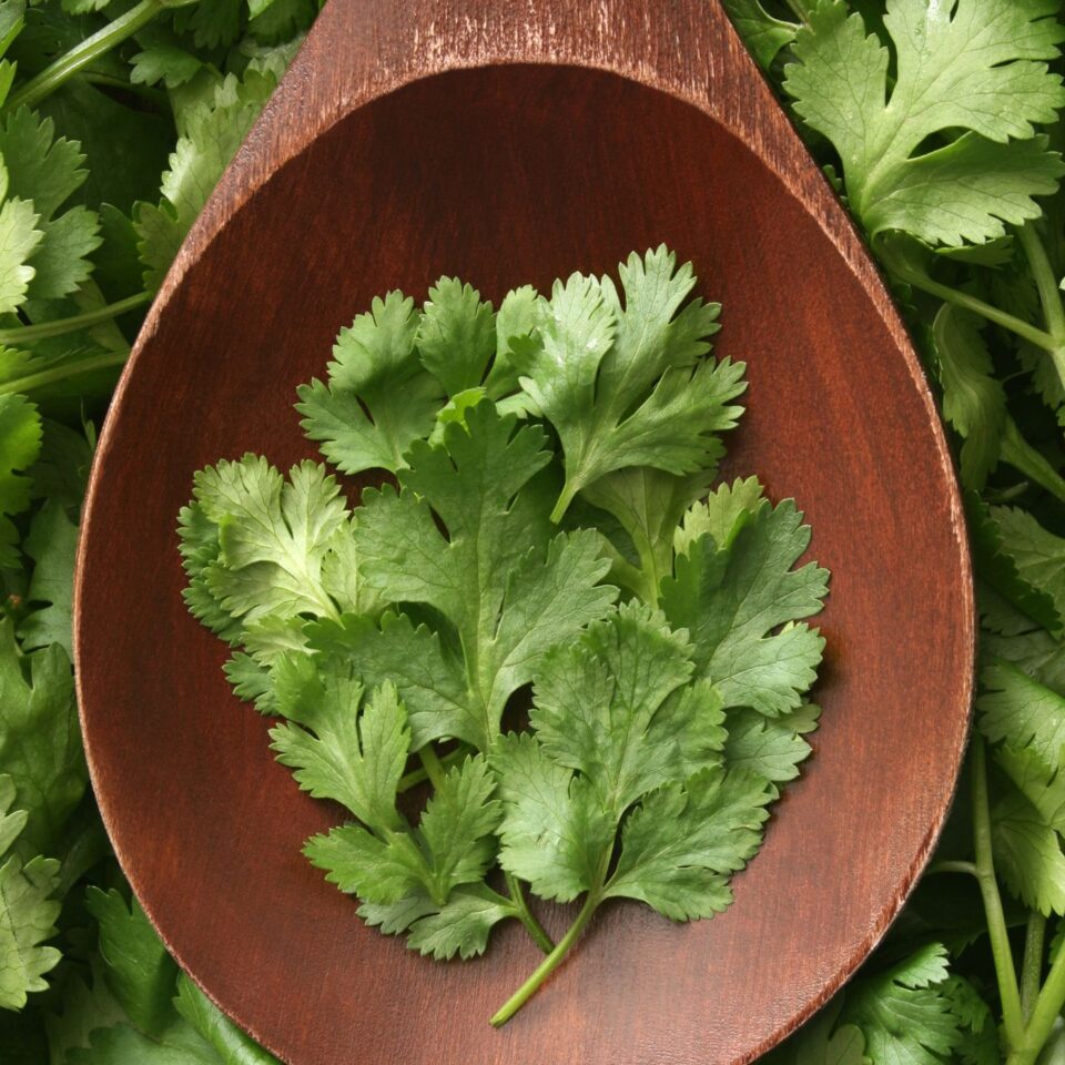 29 BEST Natural Insect Repellent Plants to Grow | Montana Happy